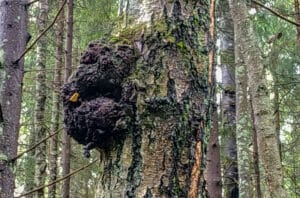 Tree Failures - 6 Signs To Look For When Assessing Tree Health