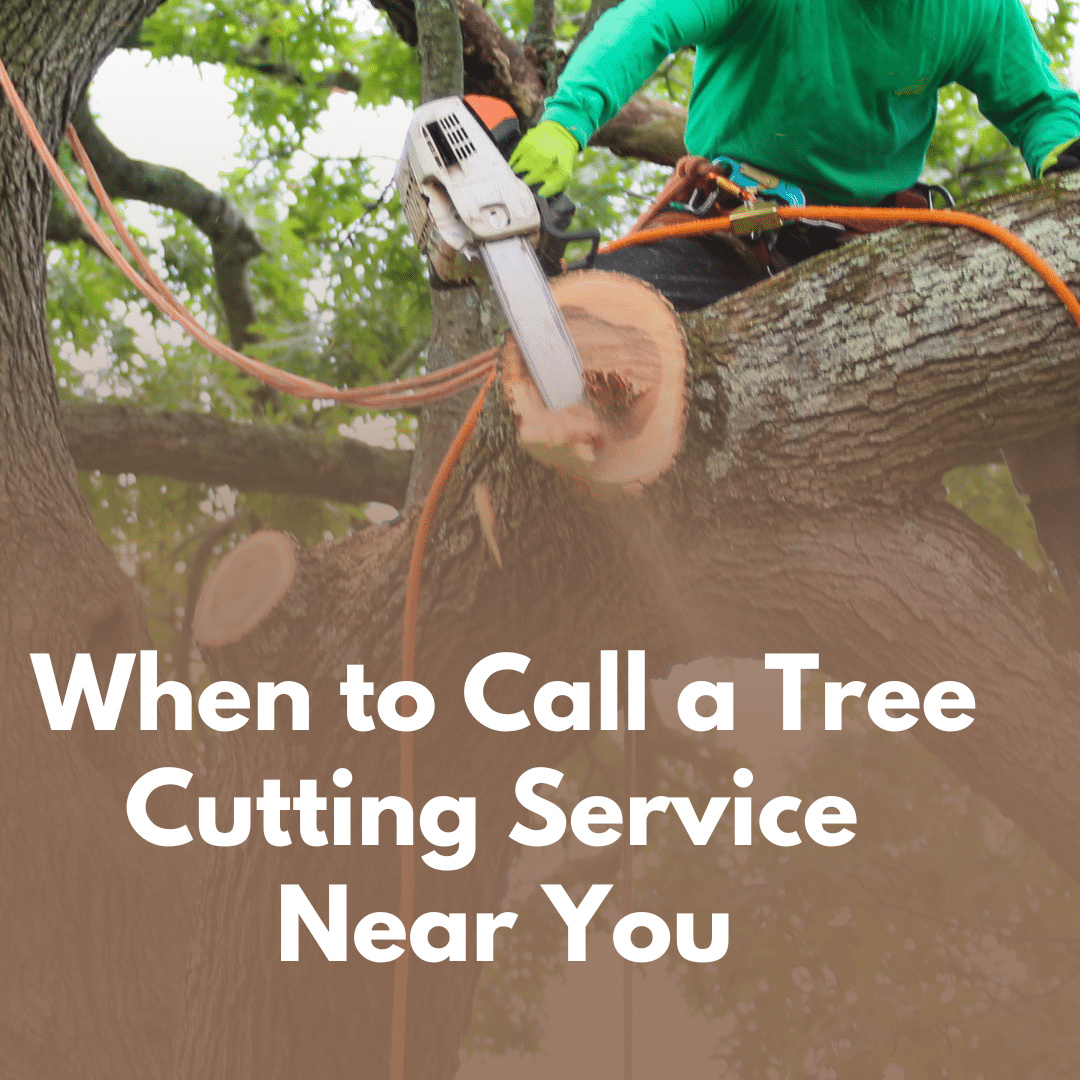 Know When It’s Time to Call a Tree Cutting Service Near Me
